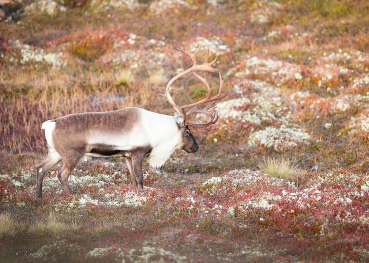 Wall Art Photography - Reindeer Norwegian Mountain - Touch of Scandi